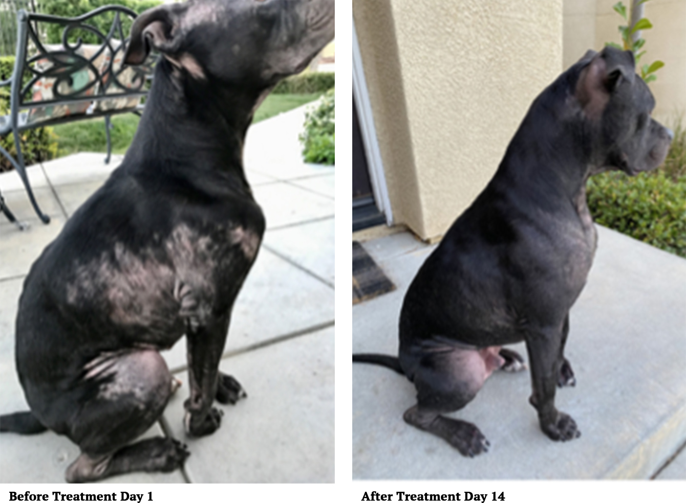 La'au K-9 SkinRescue - Fast-Acting Relief for Dog Skin Issues